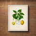 Lemon print Botanical print Lemon wall print Lemon poster | Etsy