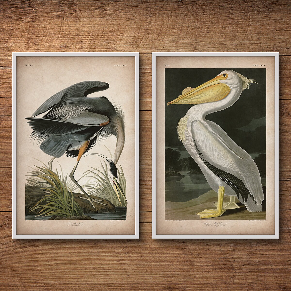 Audubon Birds Print Set Heron Print Pelican Print Audubon - Etsy