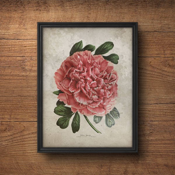 Large Botanical Prints - Etsy