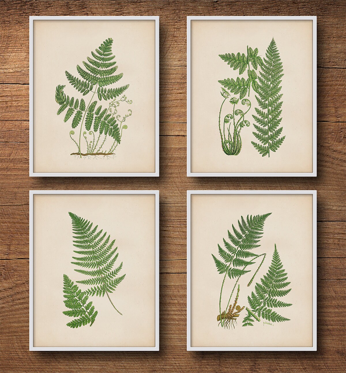 Botanical Print Set of 4 Fern Prints Botanical | Etsy