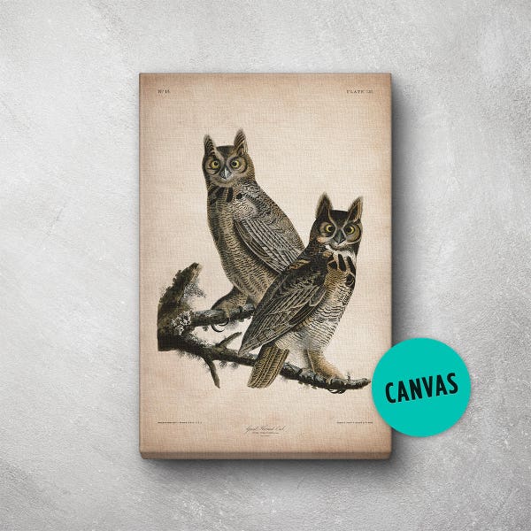 Audubon Bird Print - Etsy