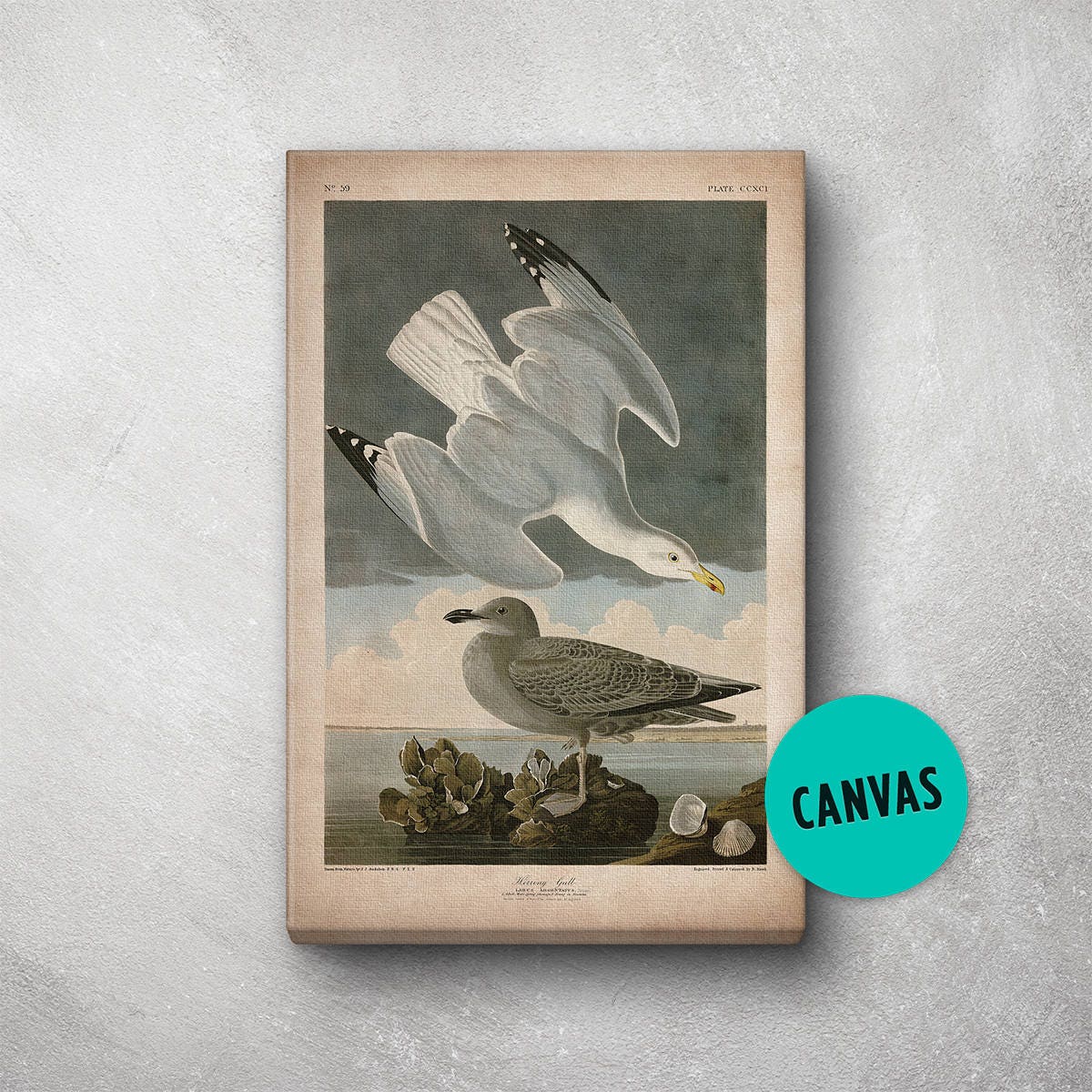 Audubon Bird Print Canvas Seagull Print Birds of America | Etsy