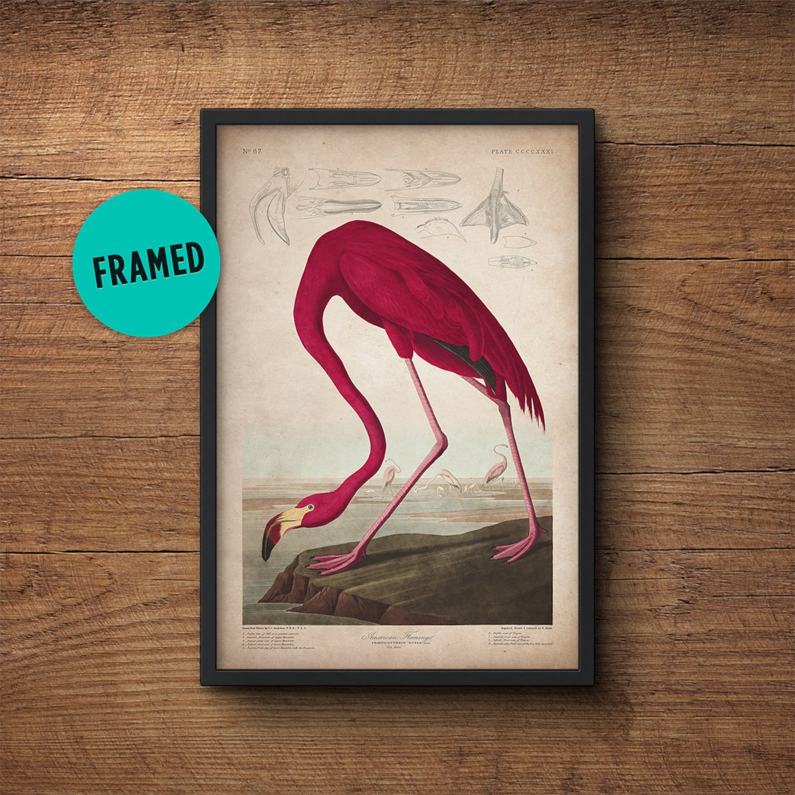 Flamingo Poster Framed Art Flamingo Print Audubon Print | Etsy