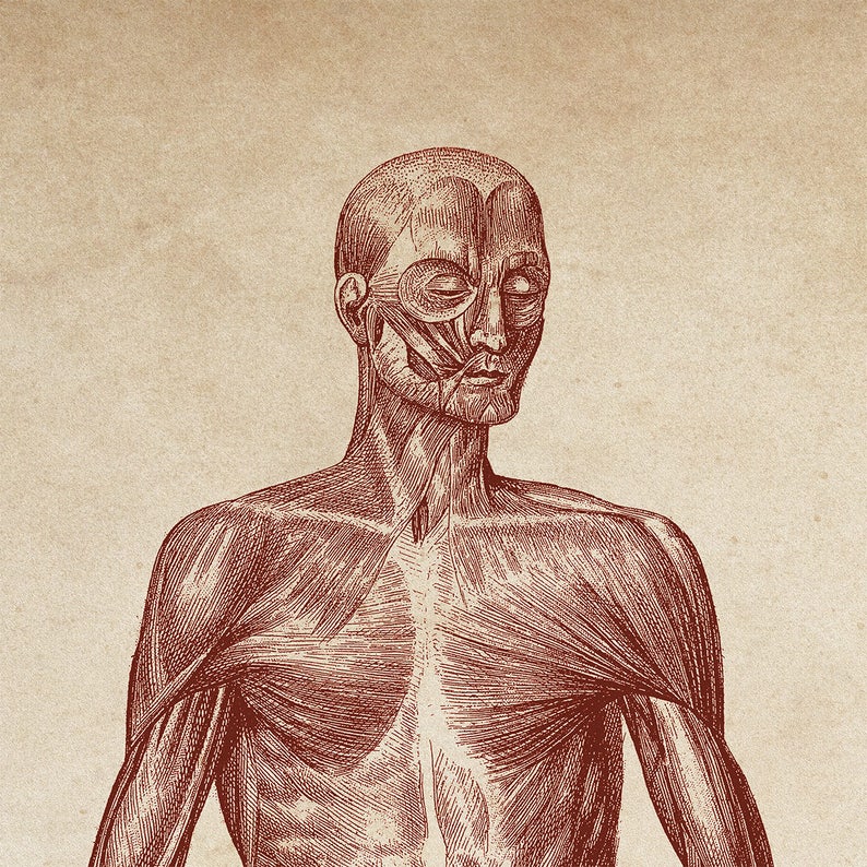 Anatomy Poster Framed Art Anatomy Print Muscular System - Etsy