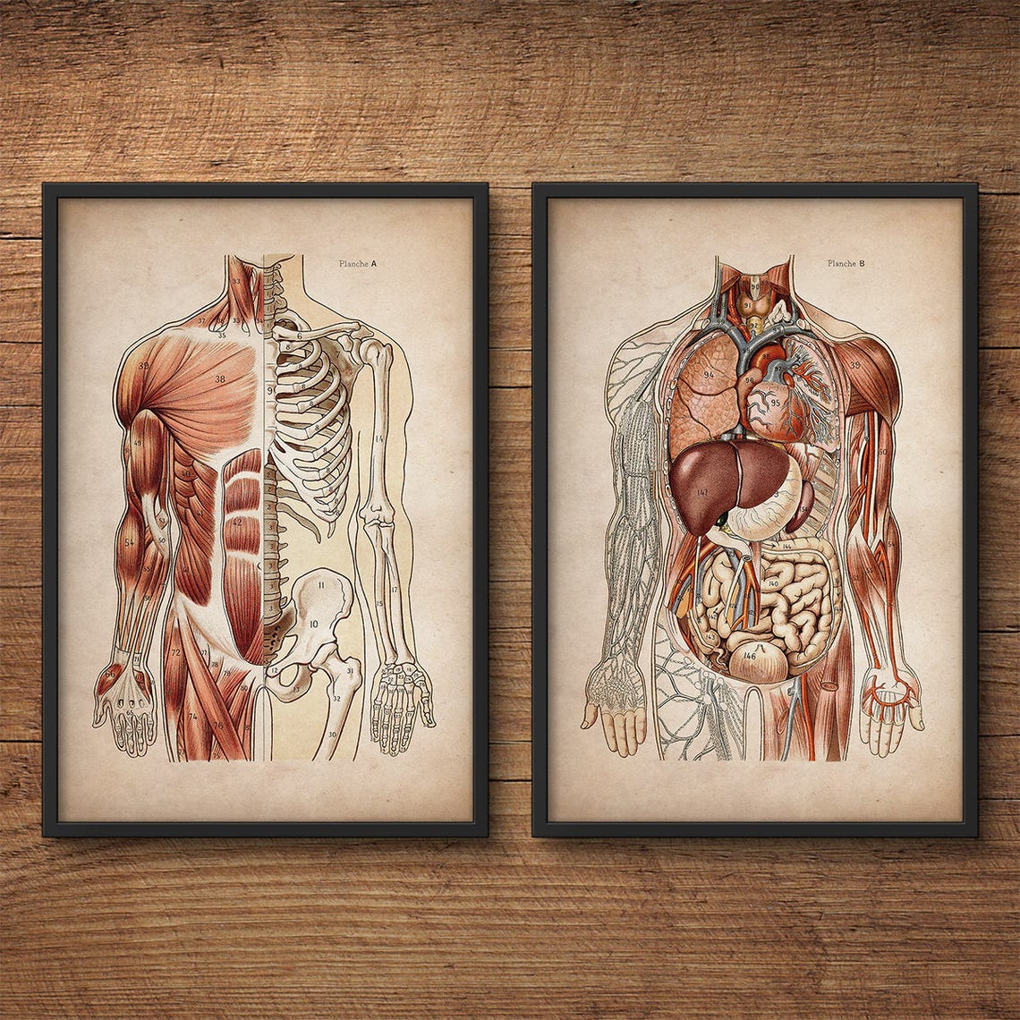 Anatomy Print Set Human Anatomy Posters Anatomy Home Decor - Etsy