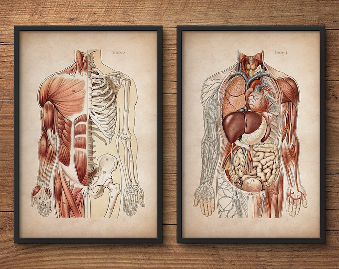 Anatomy Print Set, Human Anatomy Posters, Anatomy Home Decor, Anatomy ...