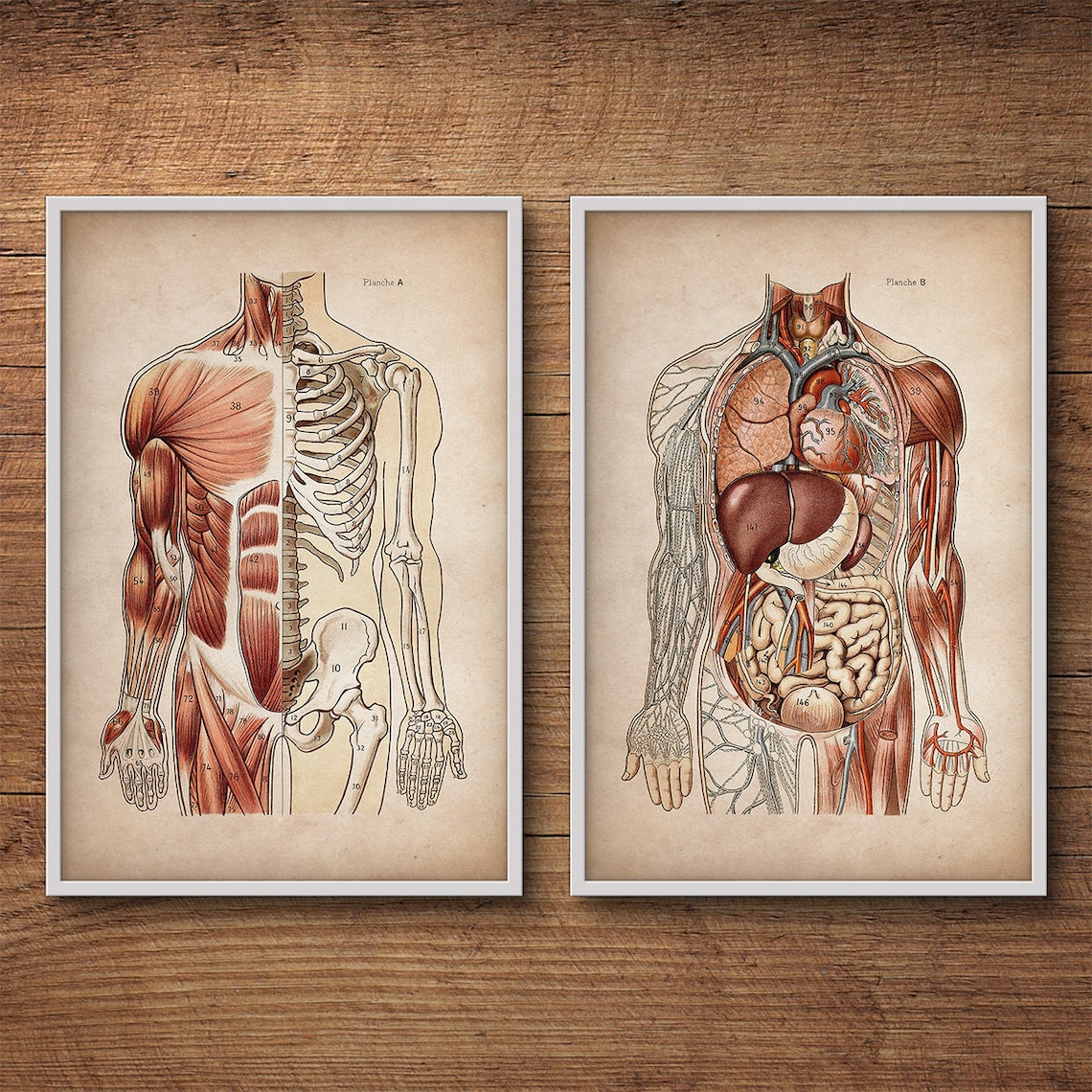 Anatomy Print Set Human Anatomy Posters Anatomy Home Decor | Etsy