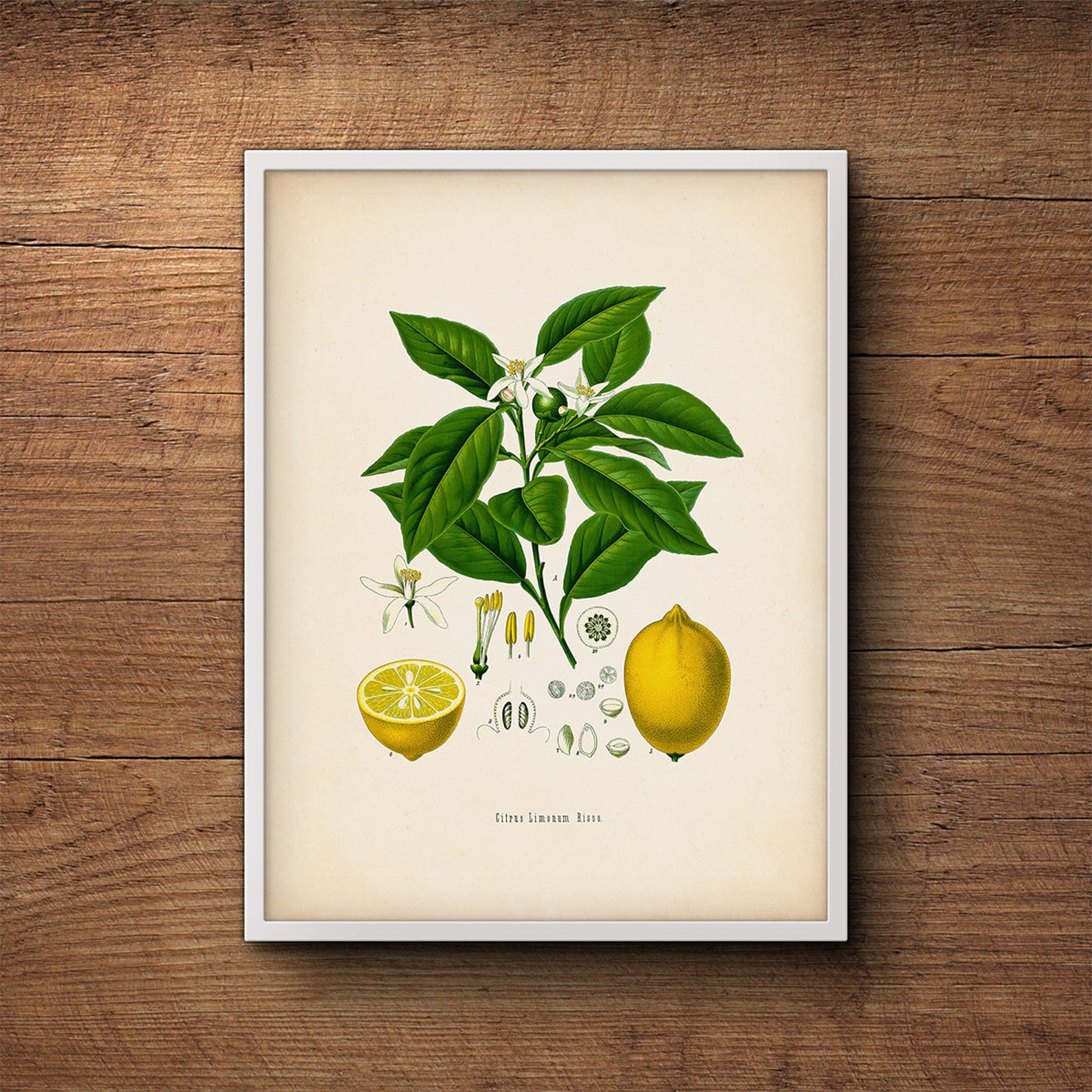 Lemon Print Botanical Print Lemon Wall Print Lemon Poster - Etsy