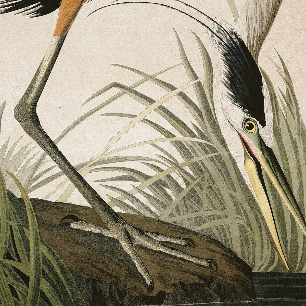 Audubon Birds Print Set Heron Print Pelican Print Audubon - Etsy