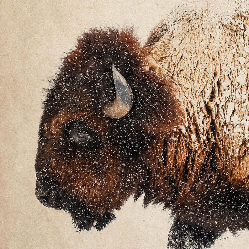 Buffalo Wall Art Framed Art Buffalo Print Bison - Etsy