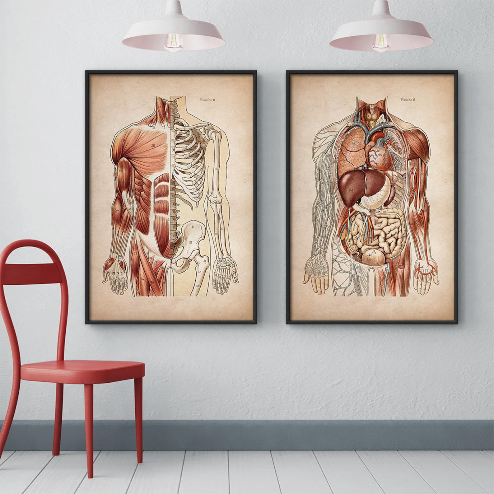 Anatomy Print Set Human Anatomy Posters Anatomy Home Decor | Etsy