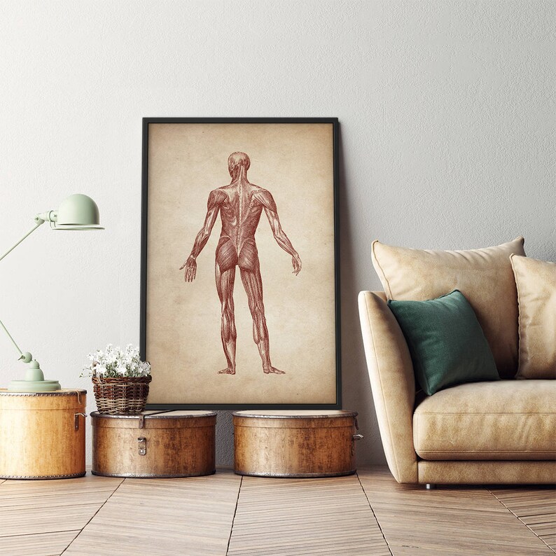 Anatomy Print Anatomy Poster Muscular System Print Human - Etsy Denmark