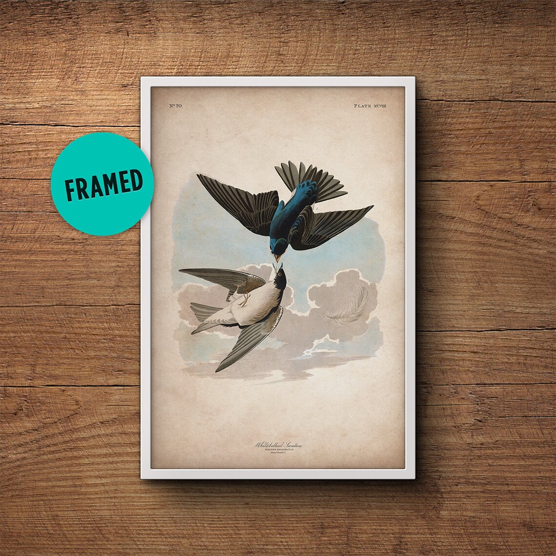 Swallow bird print Framed art Swallow print Audubon print | Etsy