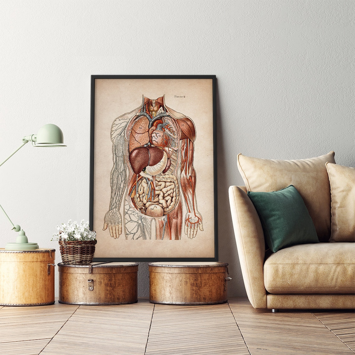 Anatomy Poster Anatomy Print Muscular System Print Human - Etsy