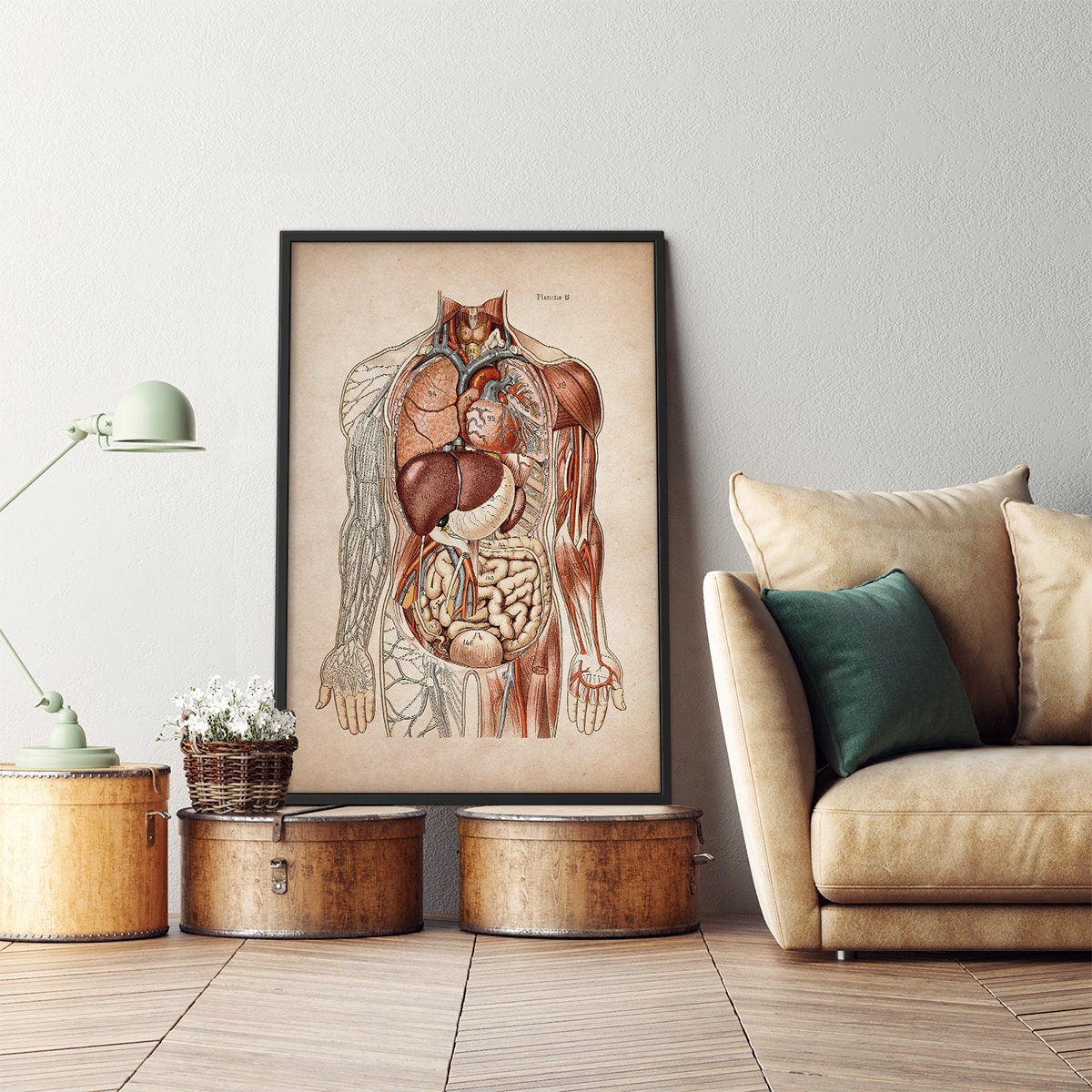 Anatomy Poster Anatomy Print Muscular System Print Human - Etsy