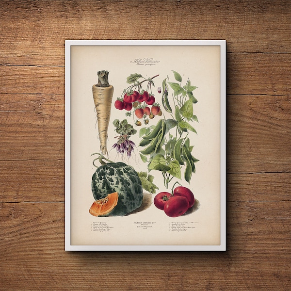 French Vegetables - Etsy