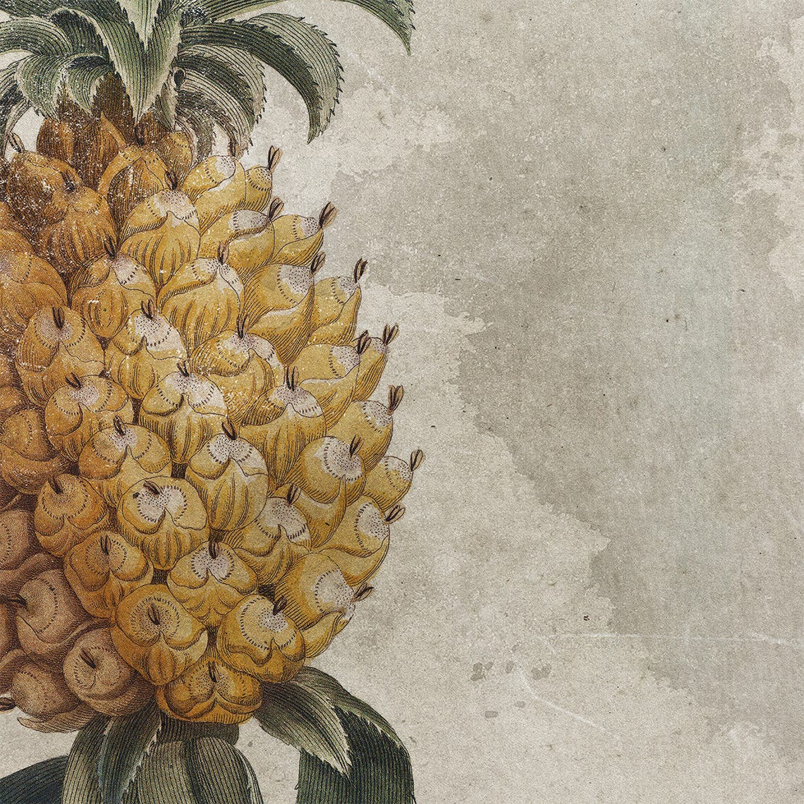 Pineapple Print, Pineapple Art, Botanical Wall Art, Vintage Botanical ...