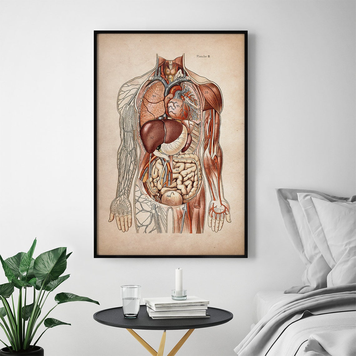 Anatomy Poster, Anatomy Print, Muscular System Print, Human Anatomy ...
