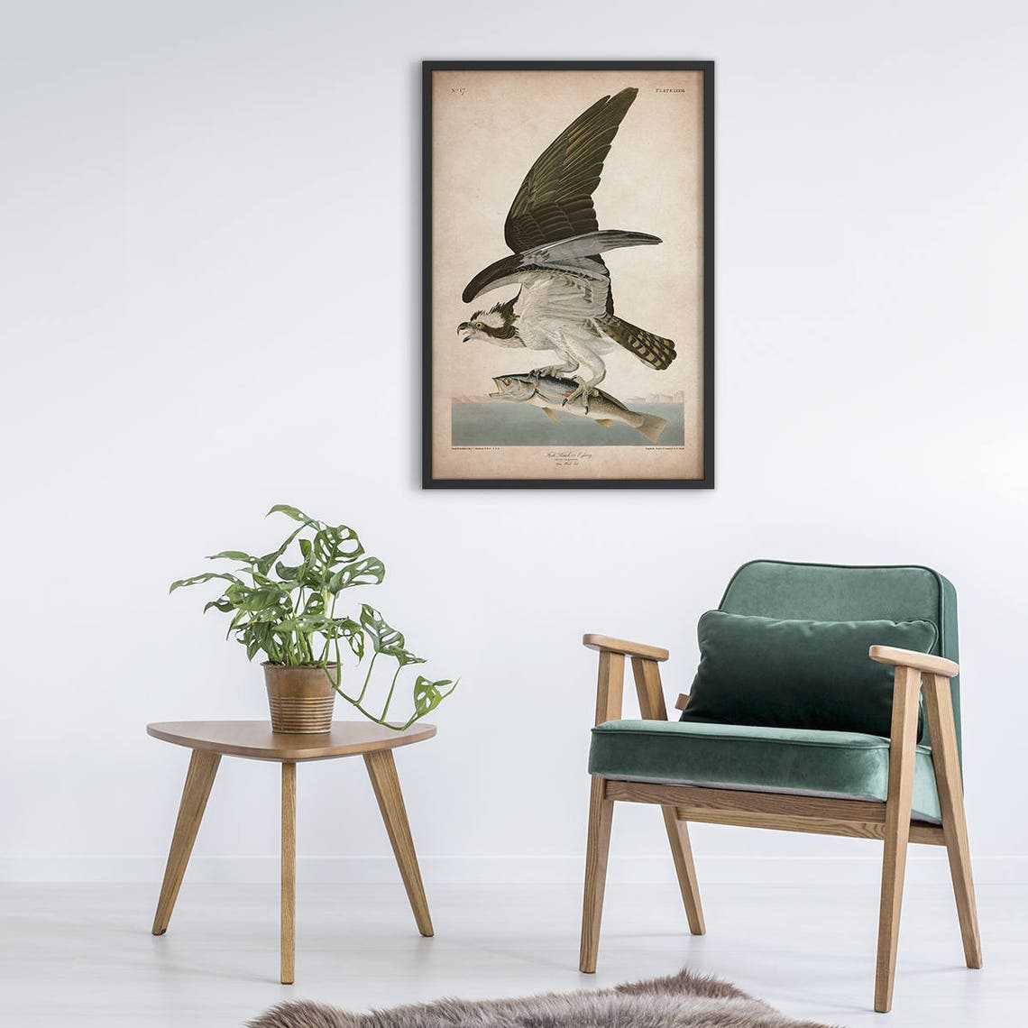Audubon Bird Print Hawk Print Osprey Print Antique Bird - Etsy