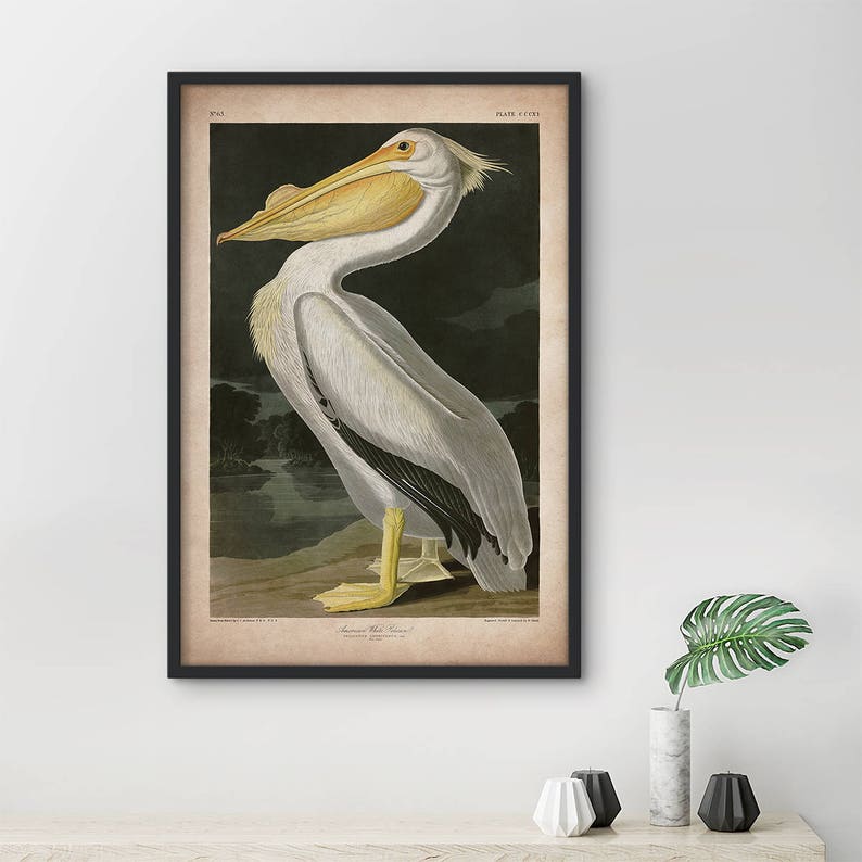 Pelican bird print Framed art Pelican print Audubon print | Etsy