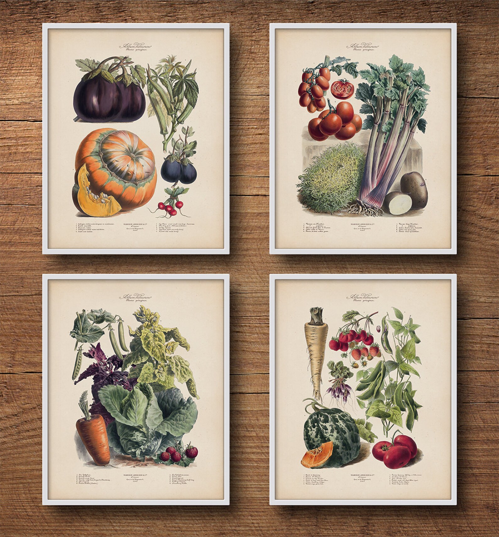 Botanical Print Set of 4, Botanical Print Set, Botanical Illustration ...