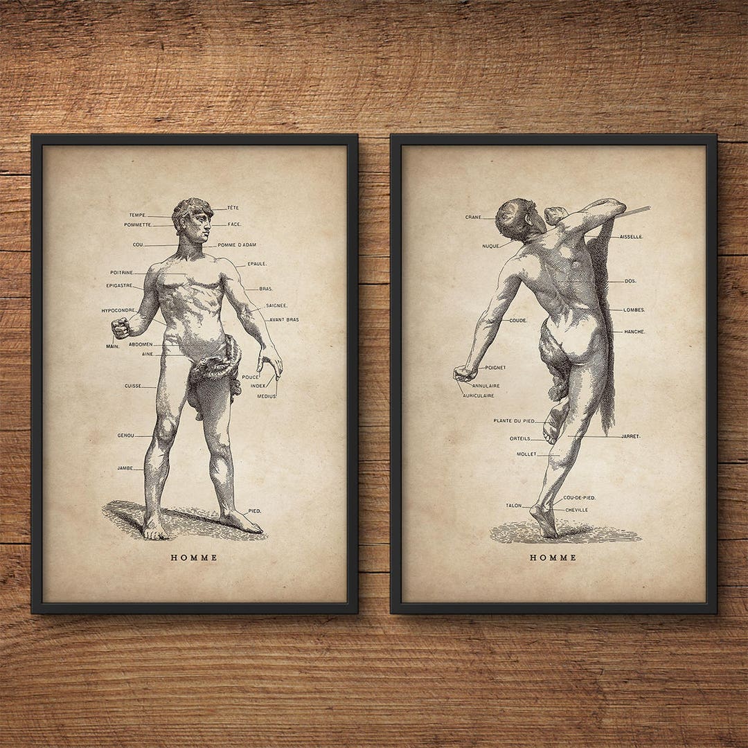 Anatomy Poster Set of 2 – Anatomy Art Decor, Human Anatomy Posters ...