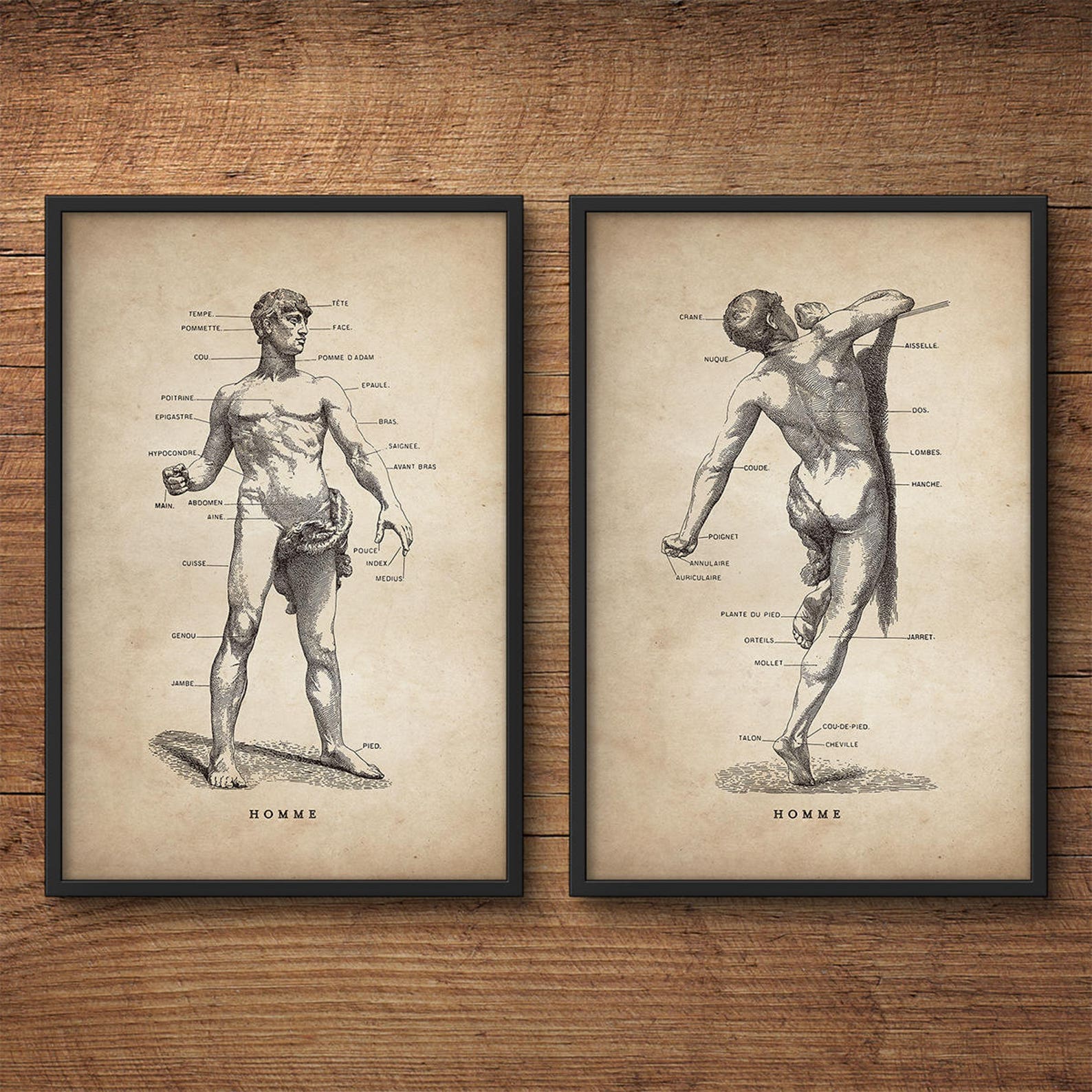Anatomy Poster Set of 2 Anatomy Art Decor, Human Anatomy Posters ...