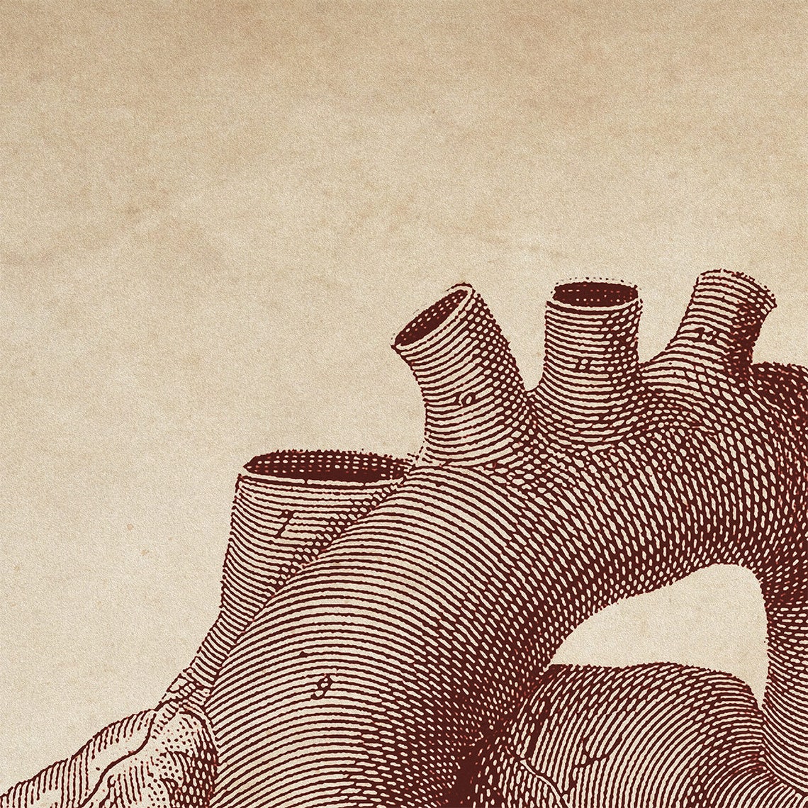 Heart Print, Anatomy Print, Anatomy Poster, Cardiology Decor, Human ...