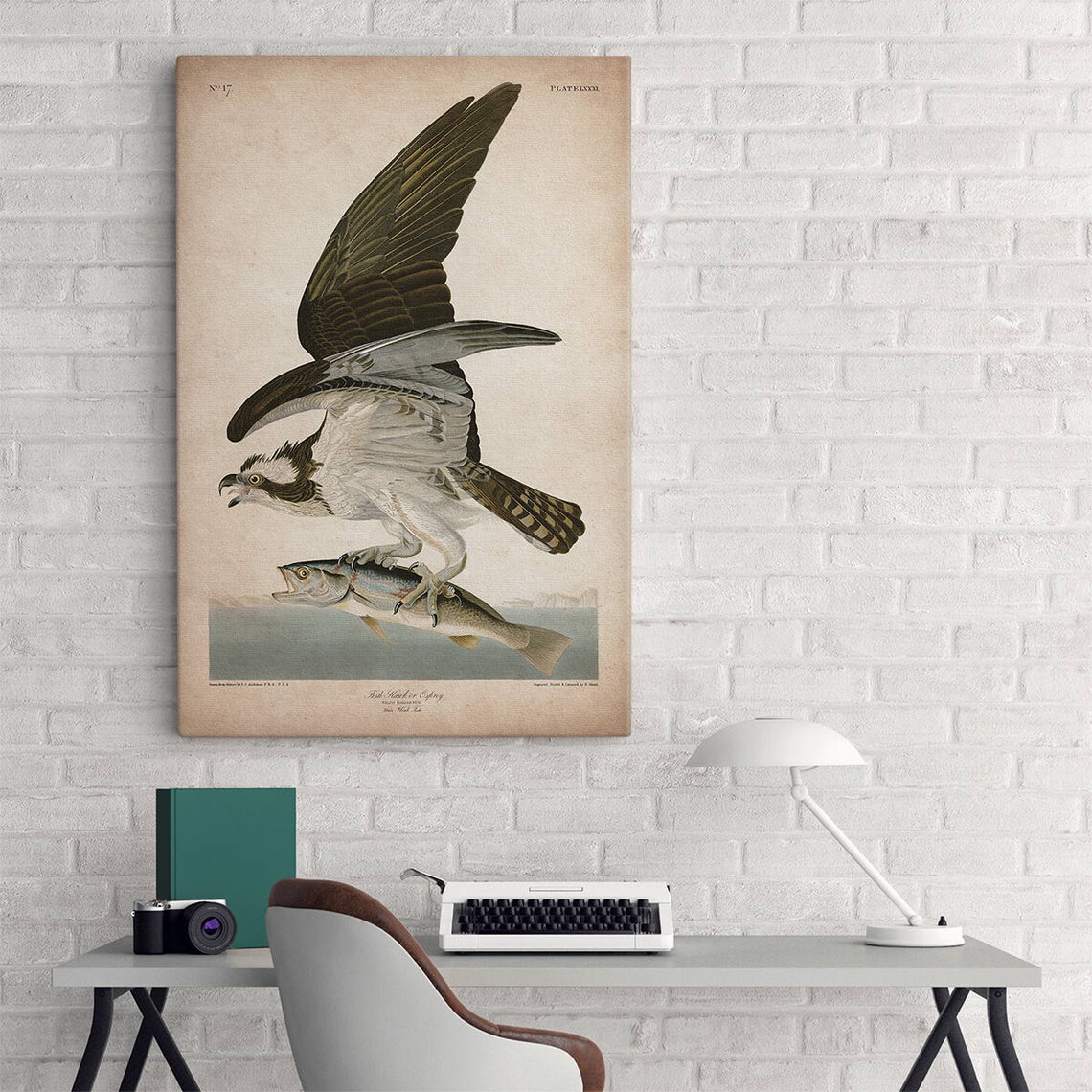 Audubon Bird Print Canvas Hawk Print Birds of America John - Etsy