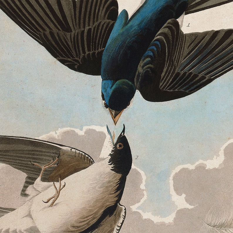Swallow Bird Print, Framed Art, Swallow Print, Audubon Print, Audubon ...