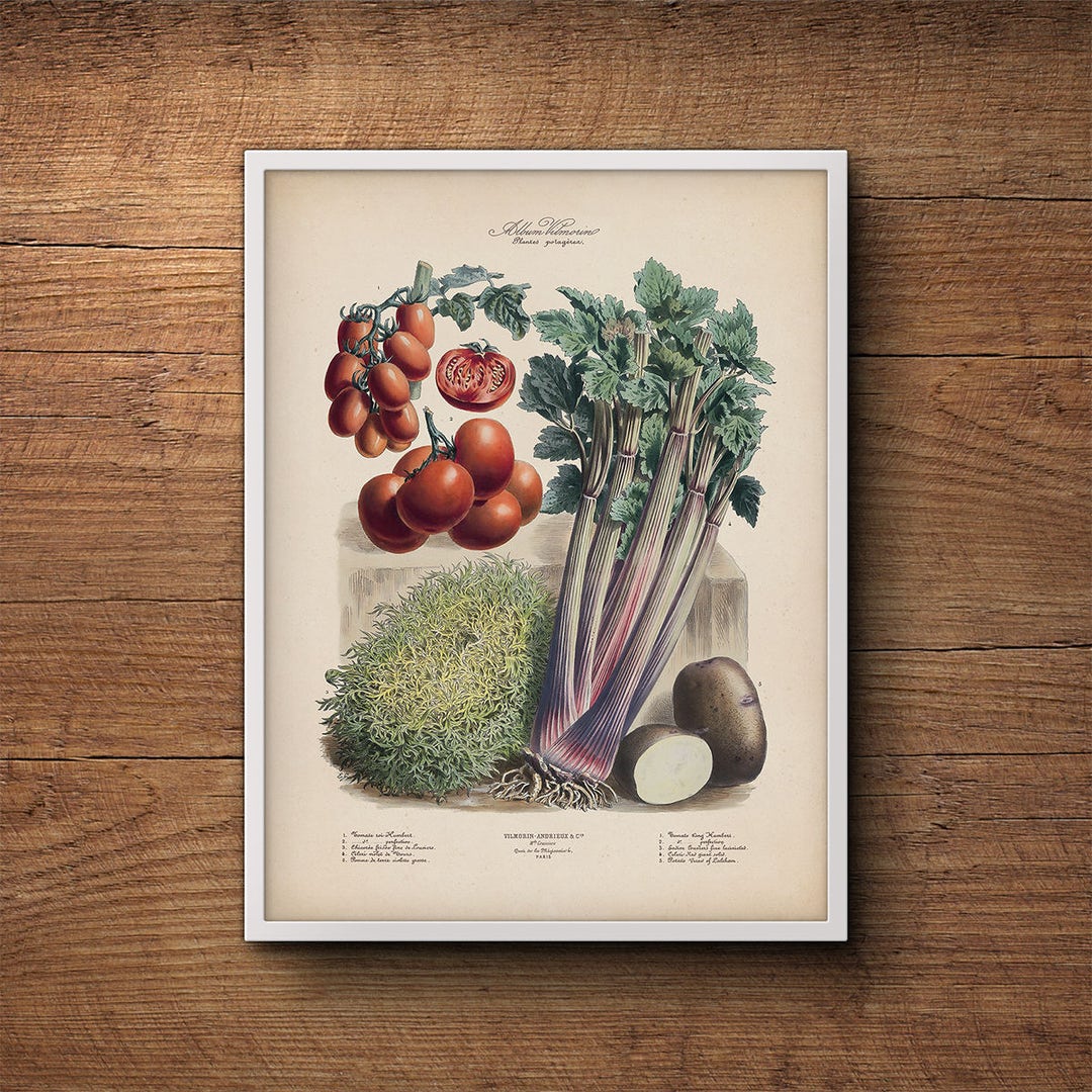 French Botanical Illustration, Vegetables Poster, Botanical Print ...