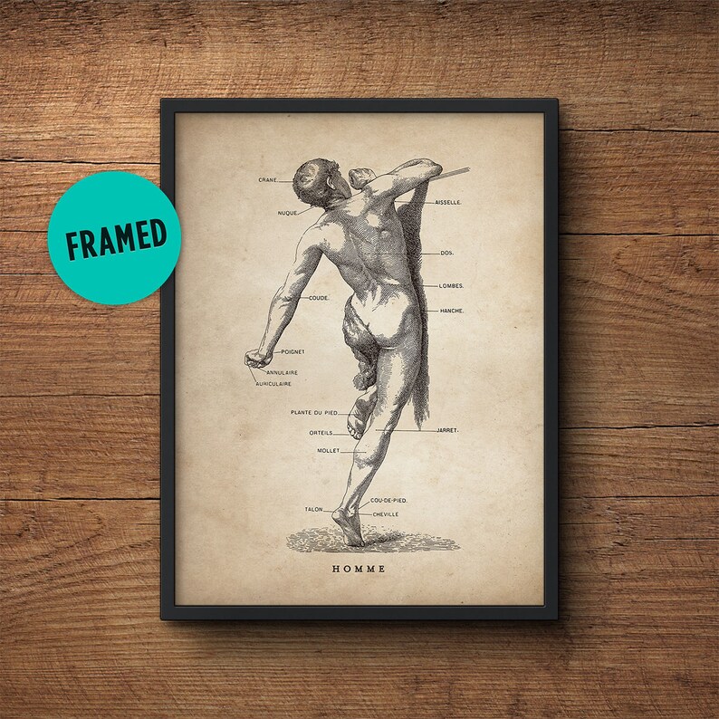 Human Anatomy Print Framed Art Medical Student Gift Anatomy - Etsy