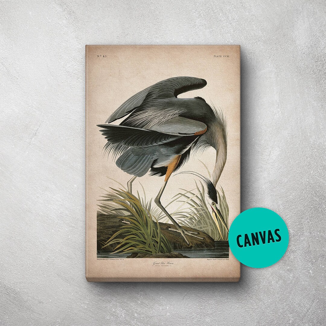 Audubon Bird Print, Canvas, Heron Print, Birds of America, John James ...