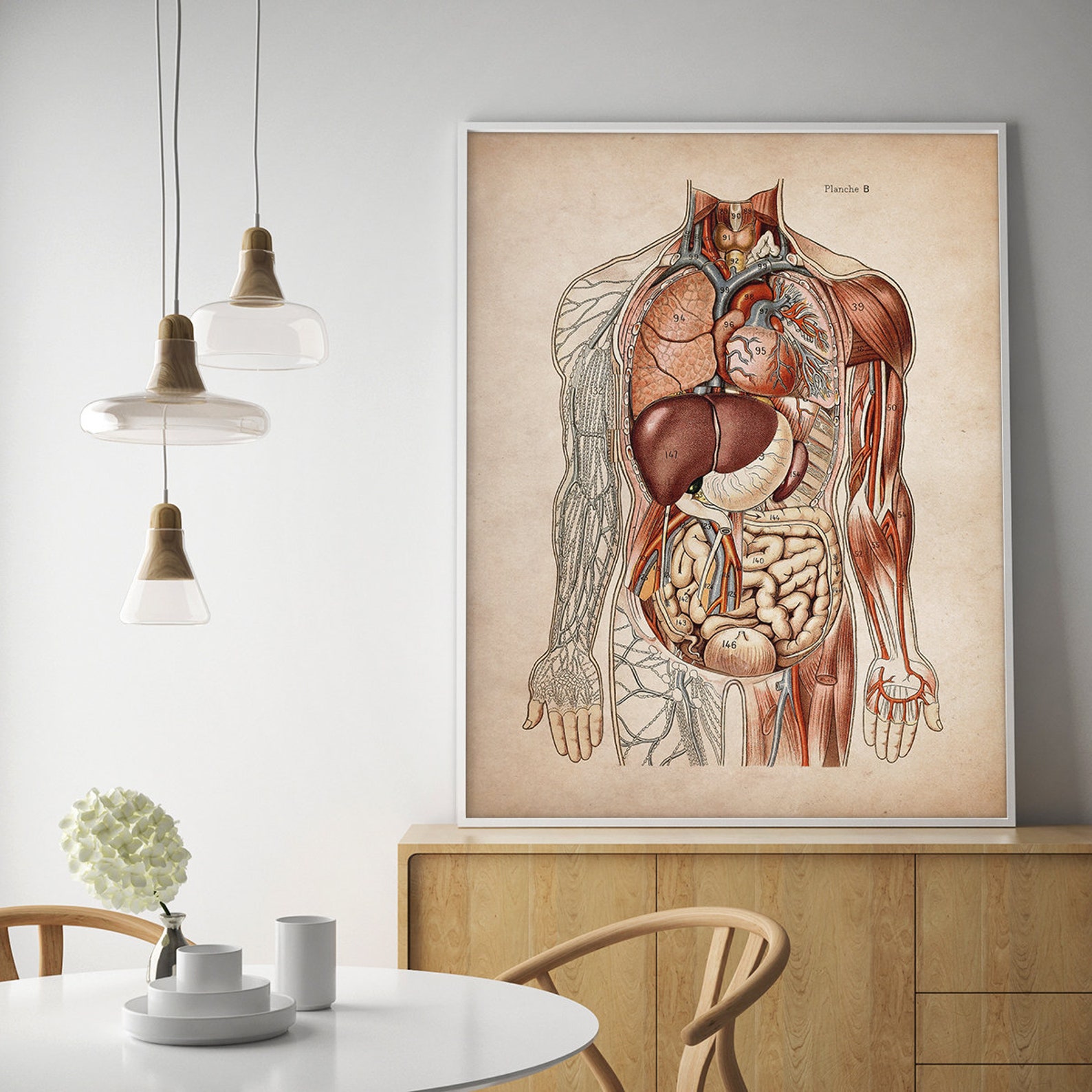 Anatomy Poster, Anatomy Print, Muscular System Print, Human Anatomy ...