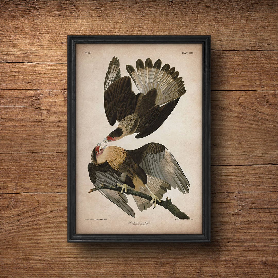 Audubon Print, Eagle Print, Antique Bird Print, Eagle Poster, Birds of ...