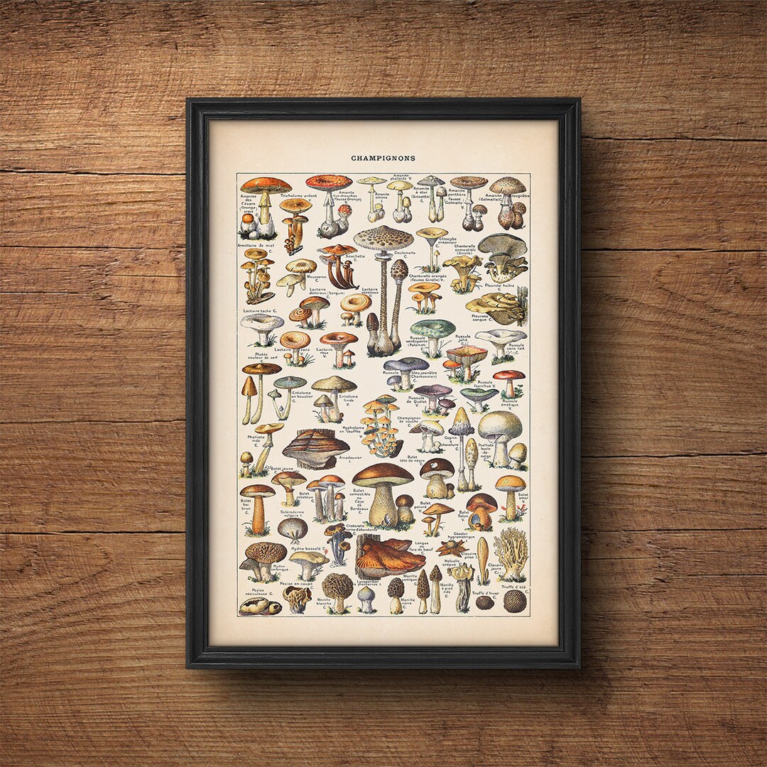 Mushroom Poster, Mushroom Print, Botanical Print, Botanical ...