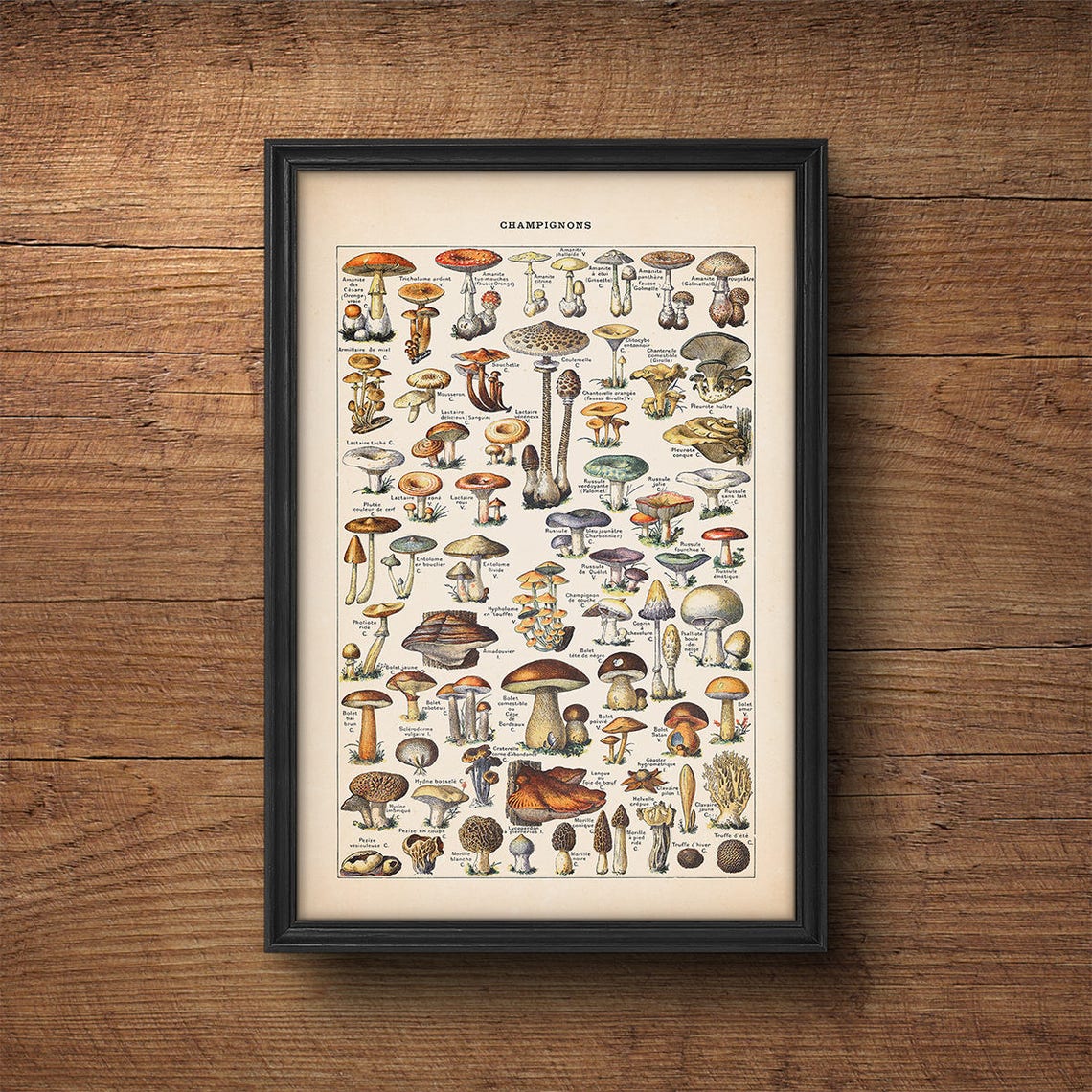 Mushroom Poster Mushroom Print Botanical Print Botanical | Etsy