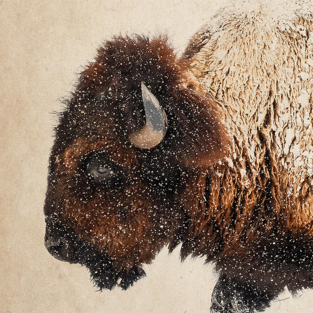 Bison Wall Art Buffalo Print Bison Photography Bison Photo - Etsy