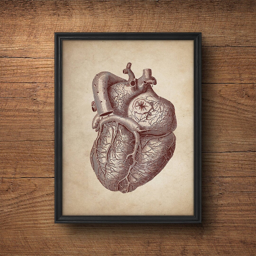 Heart Print, Anatomy Print, Anatomy Poster, Cardiology Decor, Human ...