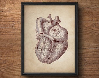 Antique Anatomical Heart Illustration, Vintage Heart Anatomy Art Print ...