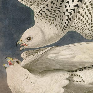 Audubon Bird Print, Falcon Print, Antique Bird Art, Audubon Poster ...