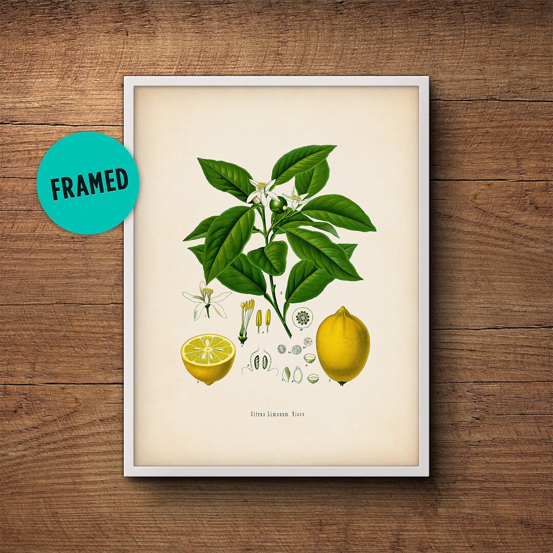 Lemon Print, Framed Art, Lemon Wall Print, Lemon Poster, Kitchen Decor ...
