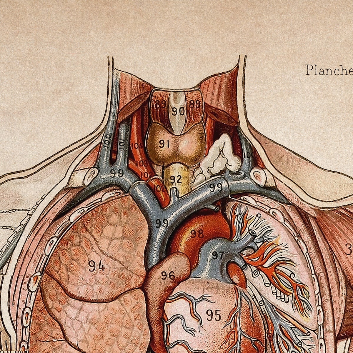 Framed Anatomy Print Set of 2, Framed Art, Anatomy Posters, Anatomy ...