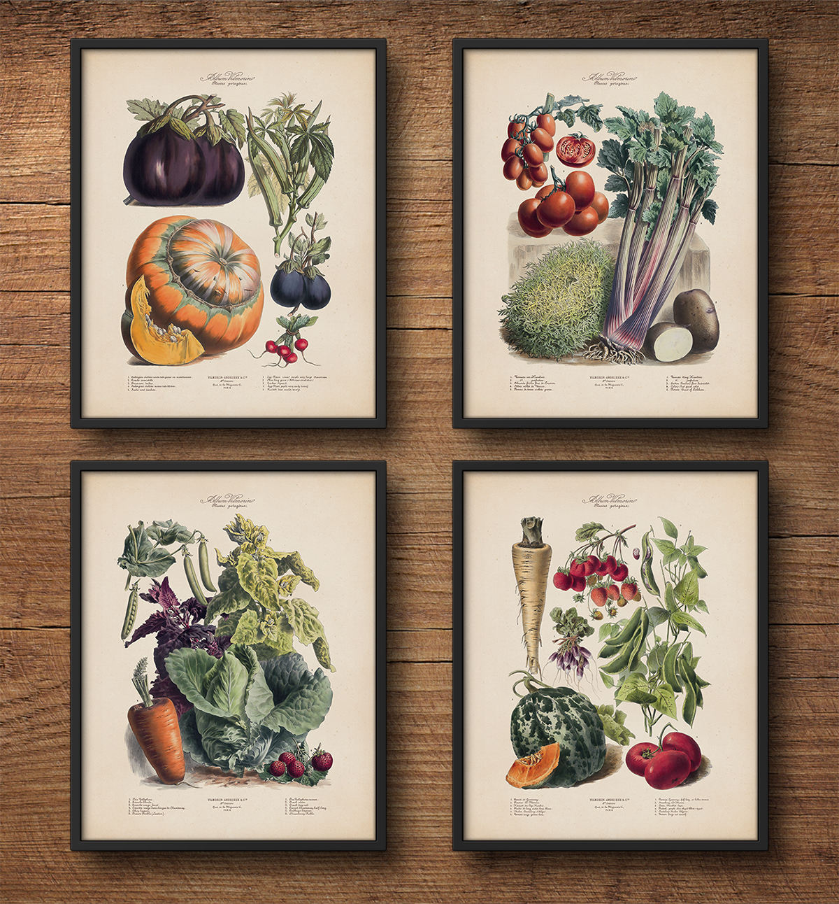 Vegetable Botanical Illustration