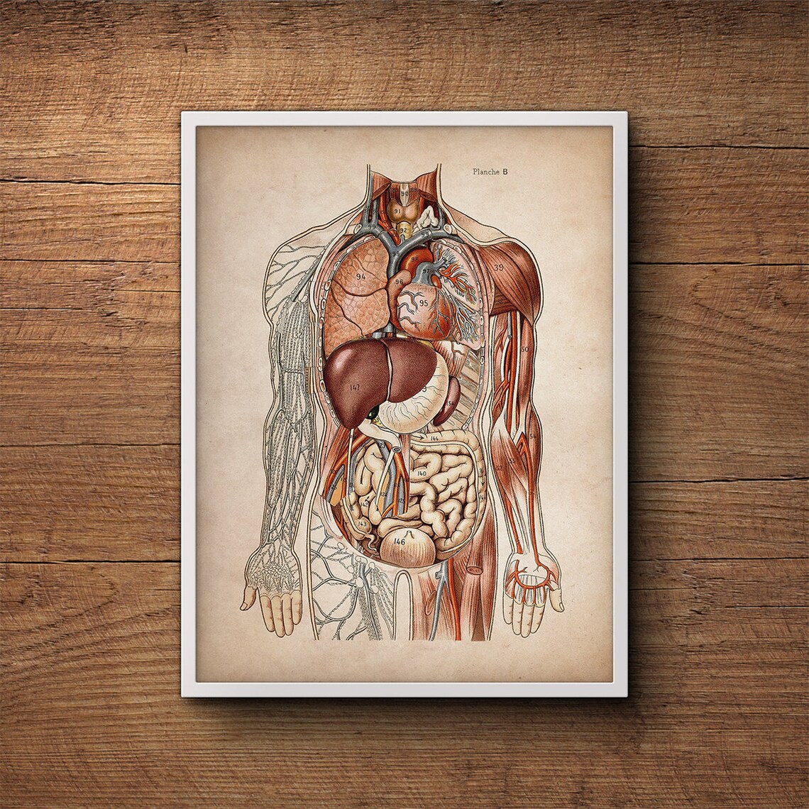Anatomy Poster, Anatomy Print, Muscular System Print, Human Anatomy ...