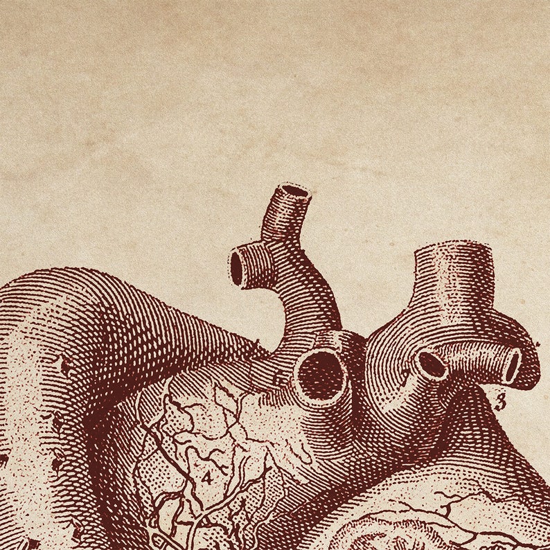 Heart Print Anatomy Print Anatomy Poster Cardiology Decor | Etsy