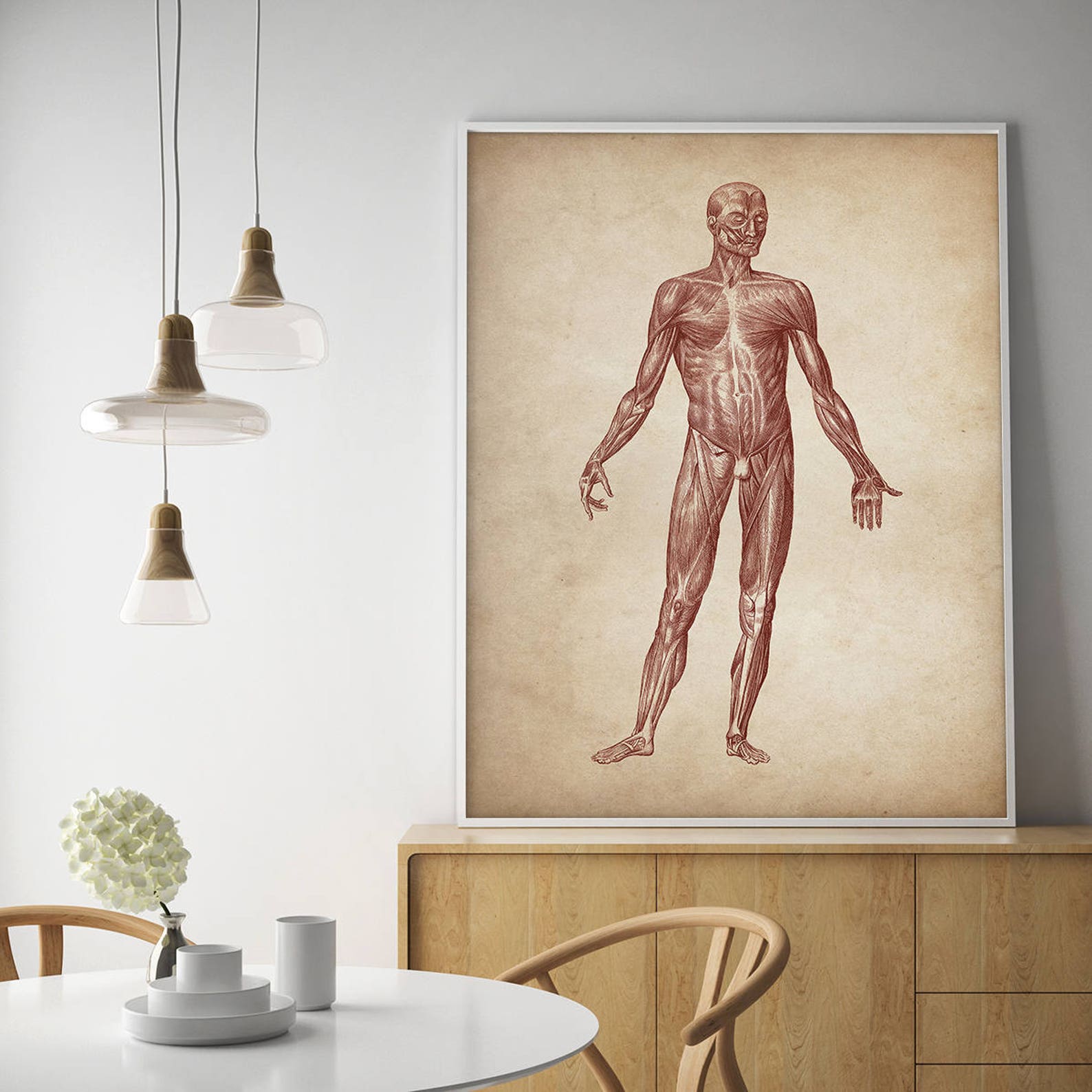 Anatomy Poster, Anatomy Print, Muscular System Print, Human Anatomy ...