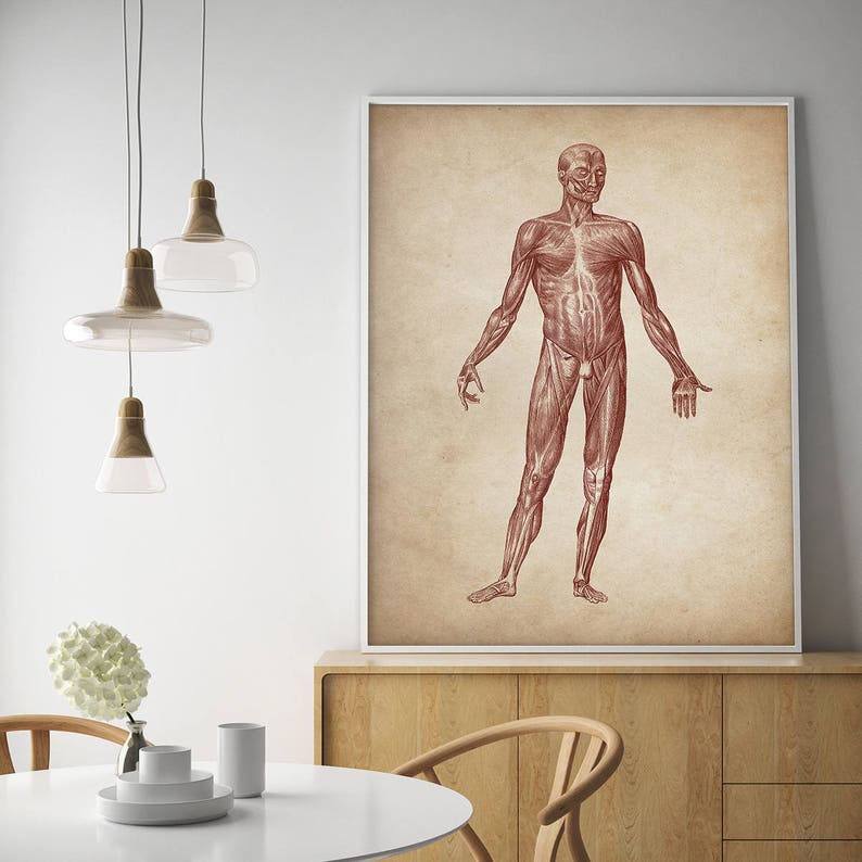 Anatomy Poster, Anatomy Print, Muscular System Print, Human Anatomy ...