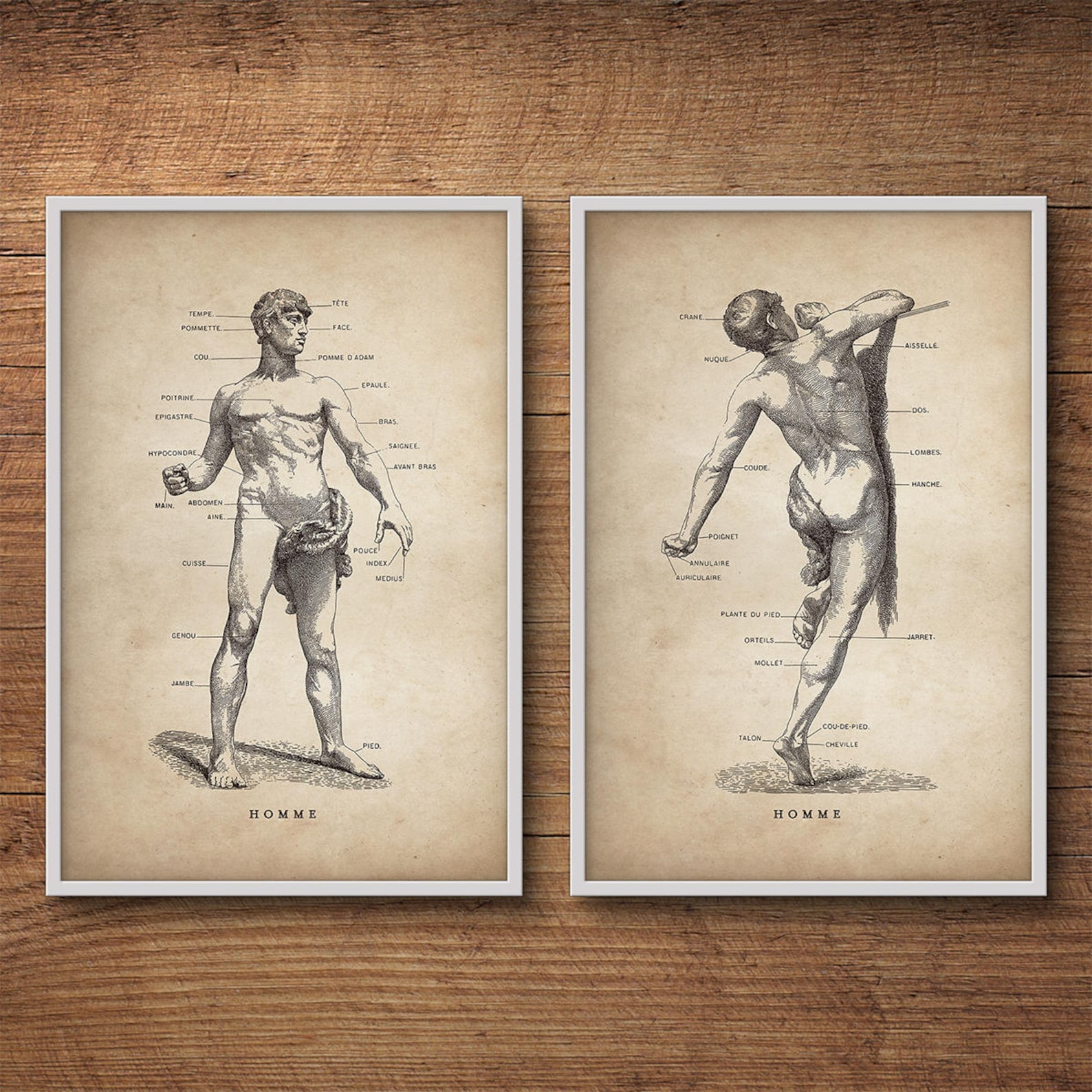 Anatomy Poster Set of 2 Anatomy Art Decor Human Anatomy | Etsy
