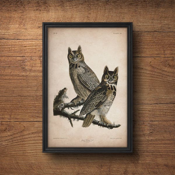 Audubon Bird Print - Etsy